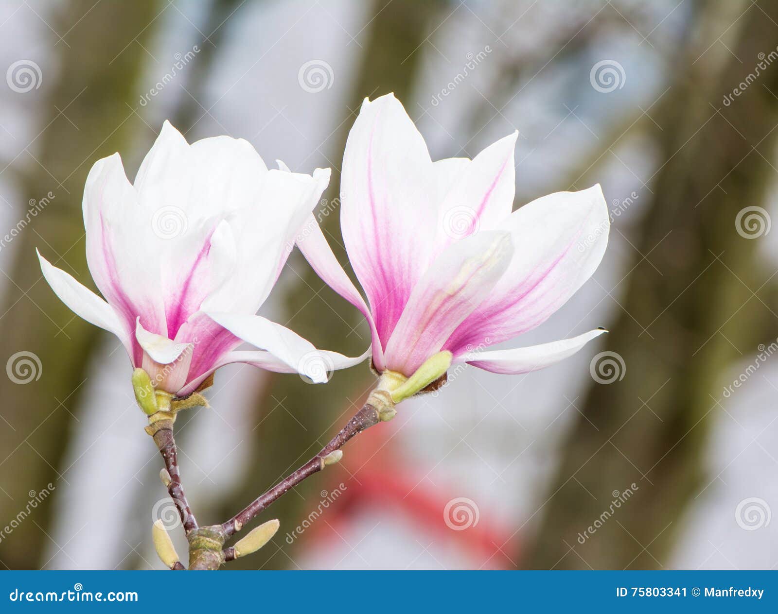 Flowering Magnolia Tree Flowers On The Background Of The Spring Sky ...