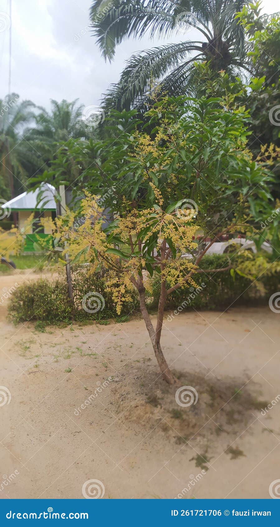 Flowering mango tree stock photo. Image of leaf, branch - 261721706