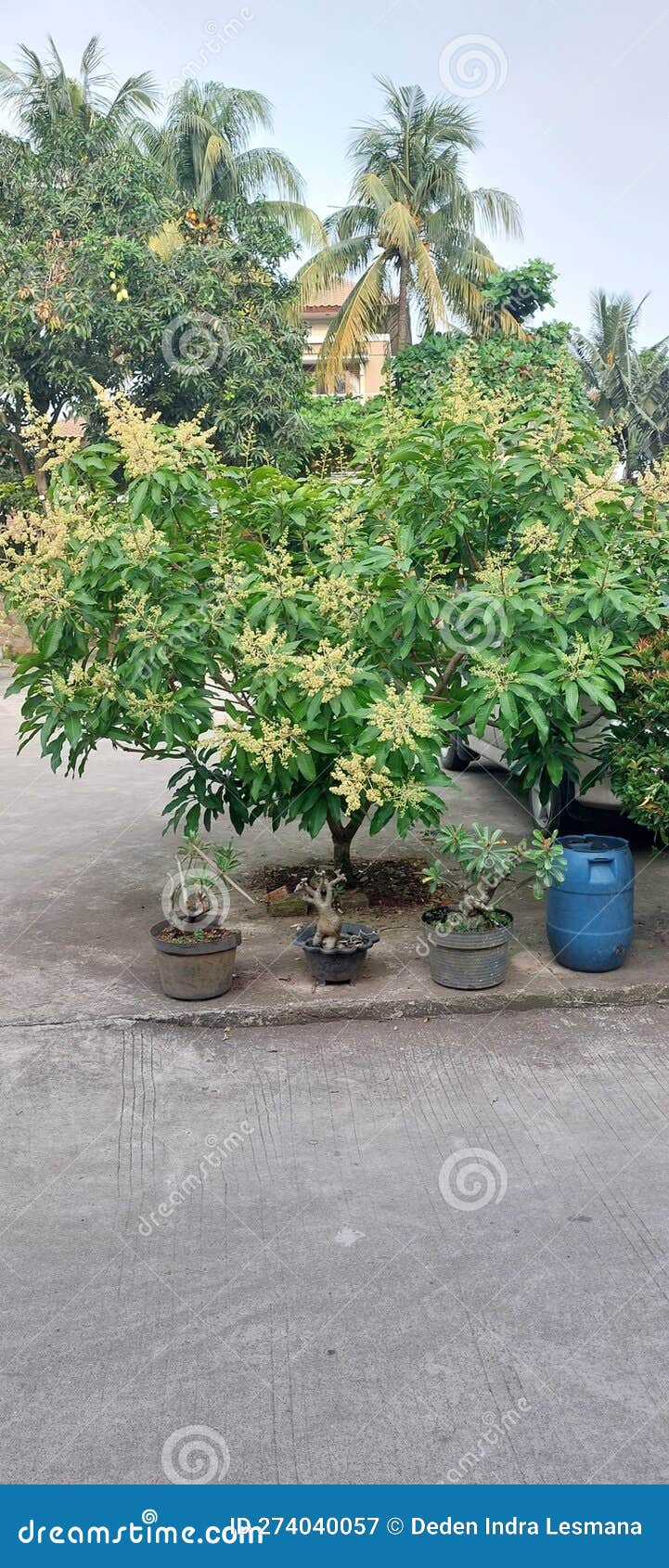 Flowering Mango Tree in the Garden Stock Image - Image of herb, branch ...