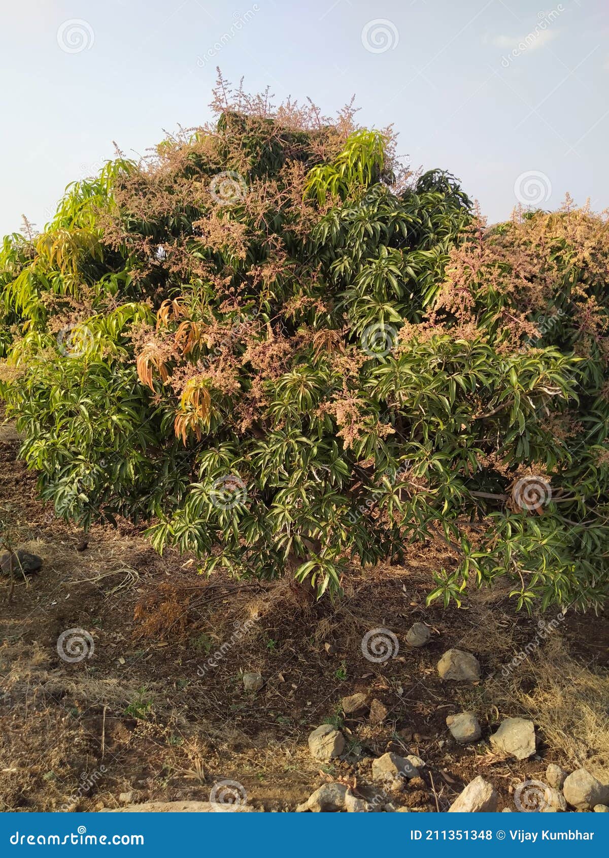 The flowering mango tree stock photo. Image of shrub - 211351348