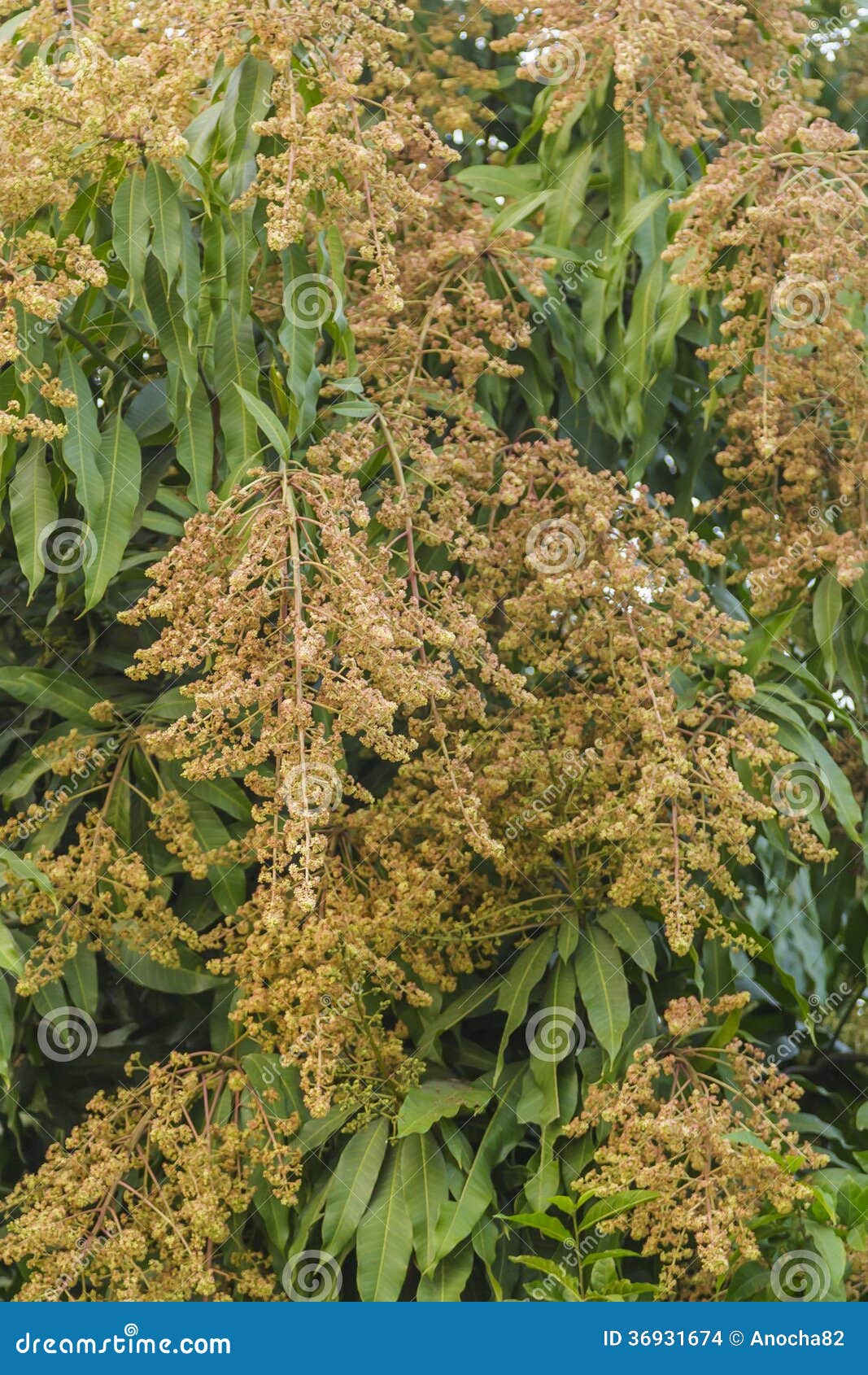 Flowering Mango Tree Pollen Stock Photo - Image of agricultural, asia ...