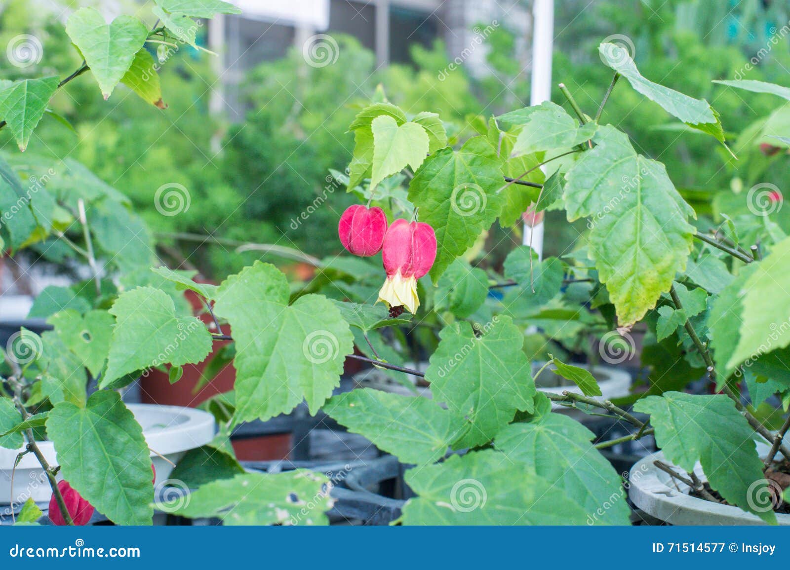 Flowering Maple(Trailing Abutilon)(Brazilian Bell Flower) Stock Image ...
