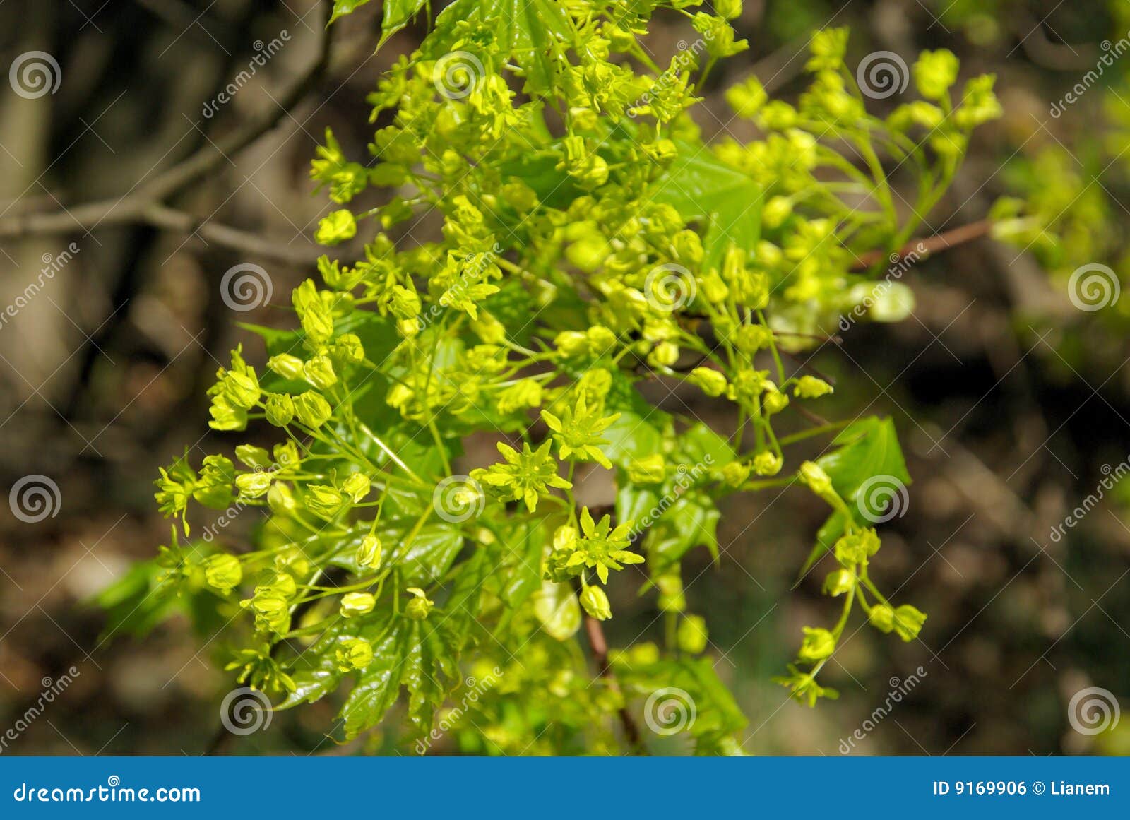 Flowering of maple tree stock photo. Image of plant, outdoor - 9169906