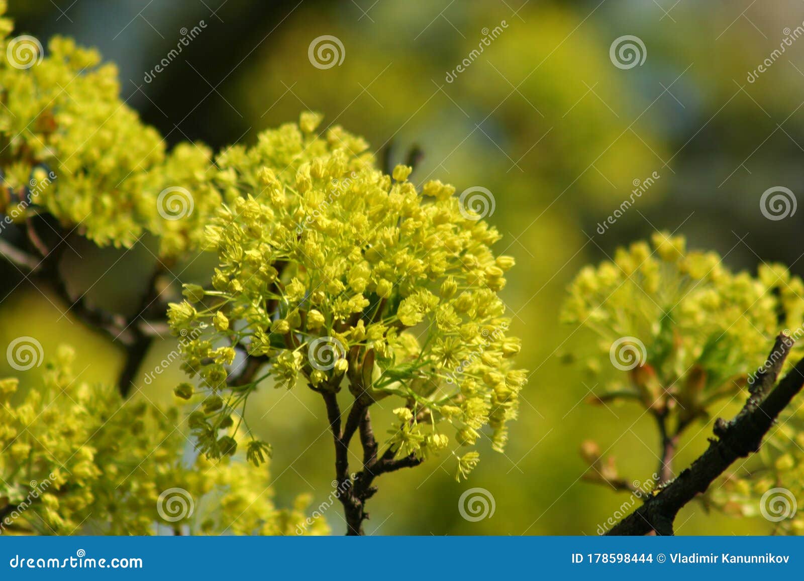 Flowering maple tree stock photo. Image of shot, beautiful - 178598444