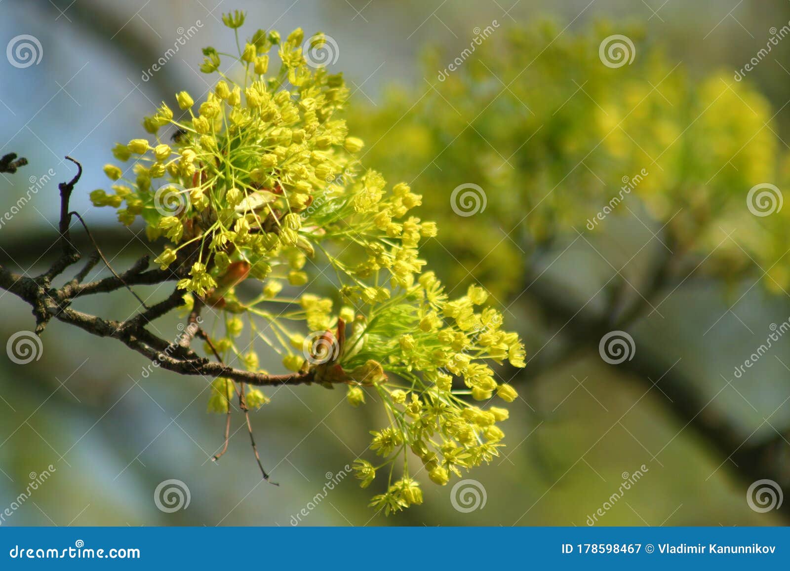 Flowering maple tree stock image. Image of shot, calm - 178598467