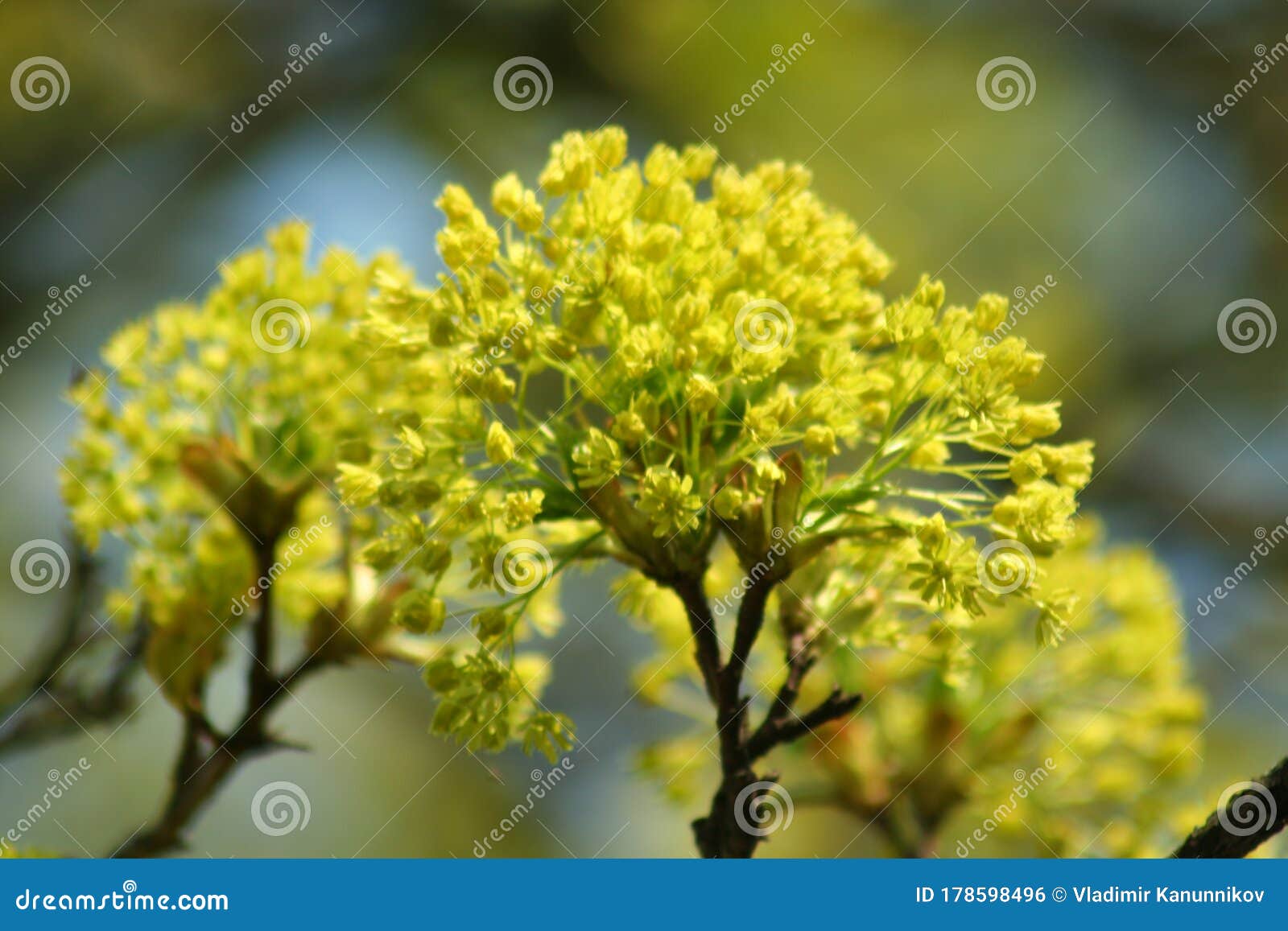 Flowering maple tree stock photo. Image of beauty, park - 178598496