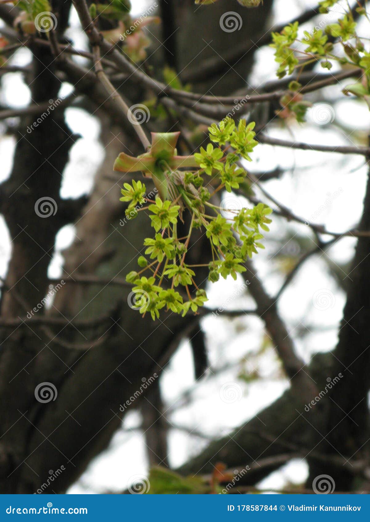 Flowering maple tree stock photo. Image of beautiful - 178587844