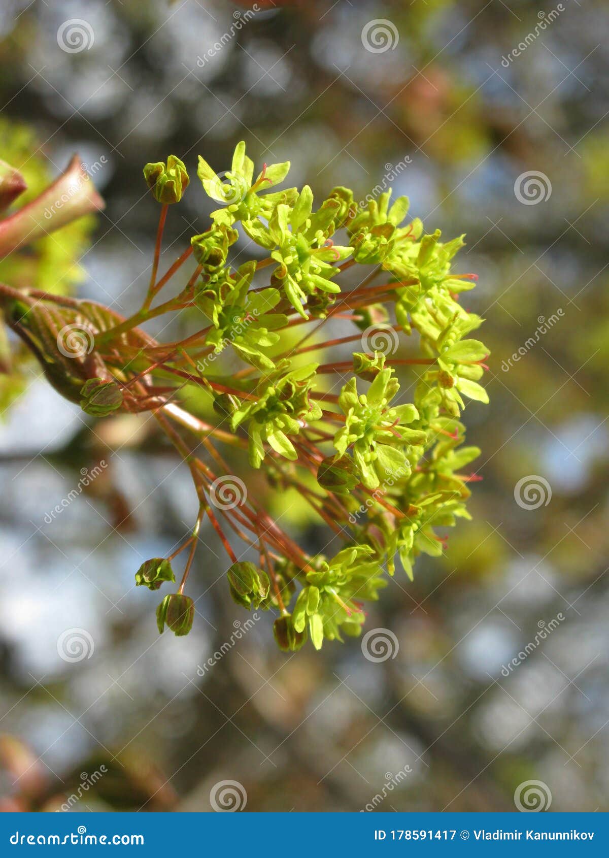 Flowering maple tree stock image. Image of small, spring - 178591417