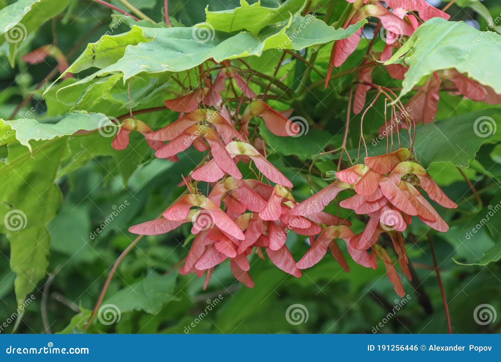 Flowering maple tree seeds stock photo. Image of leaves - 191256446