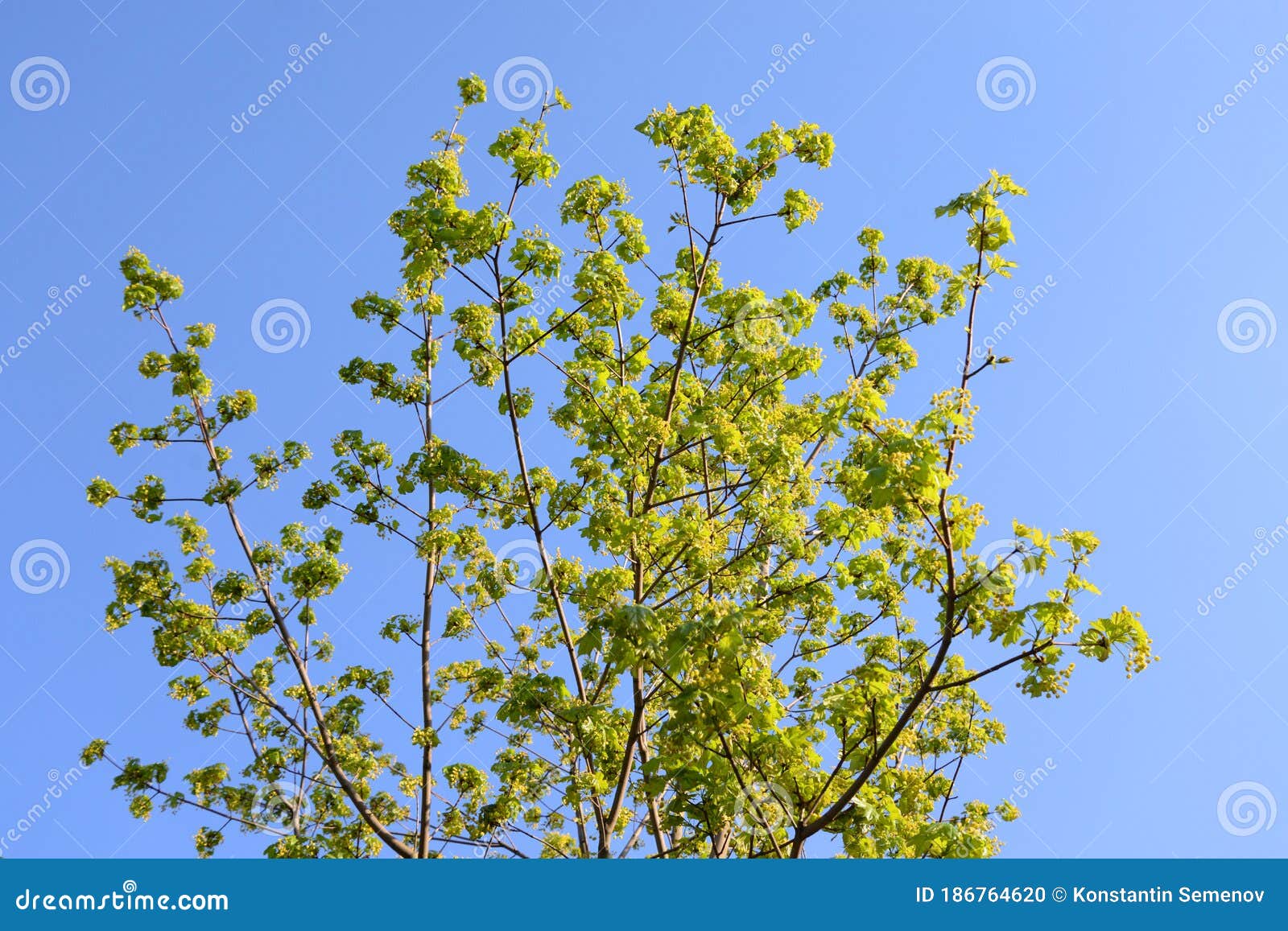 Flowering maple tree stock photo. Image of forest, leaf - 186764620