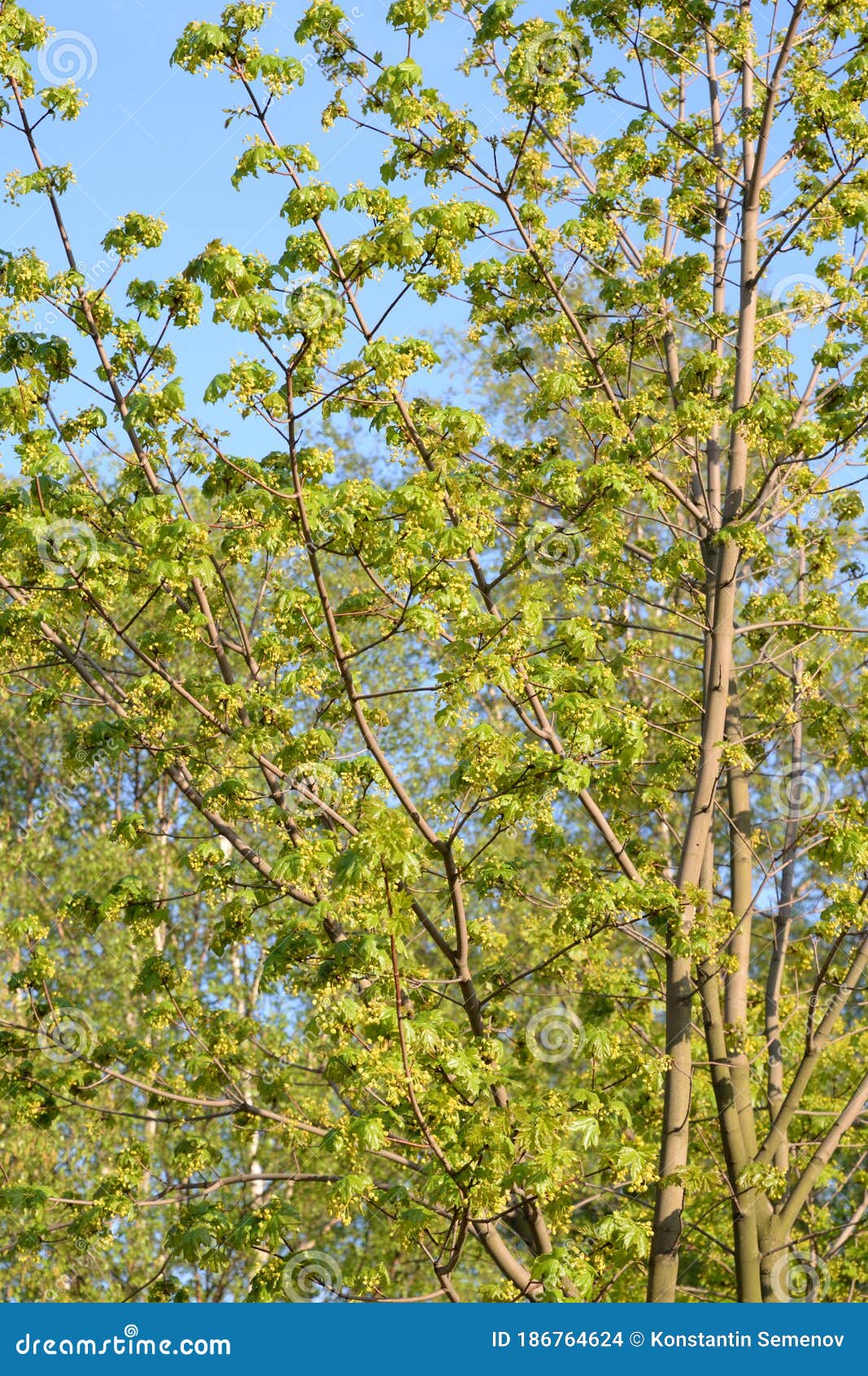 Flowering maple tree stock photo. Image of fresh, growth - 186764624