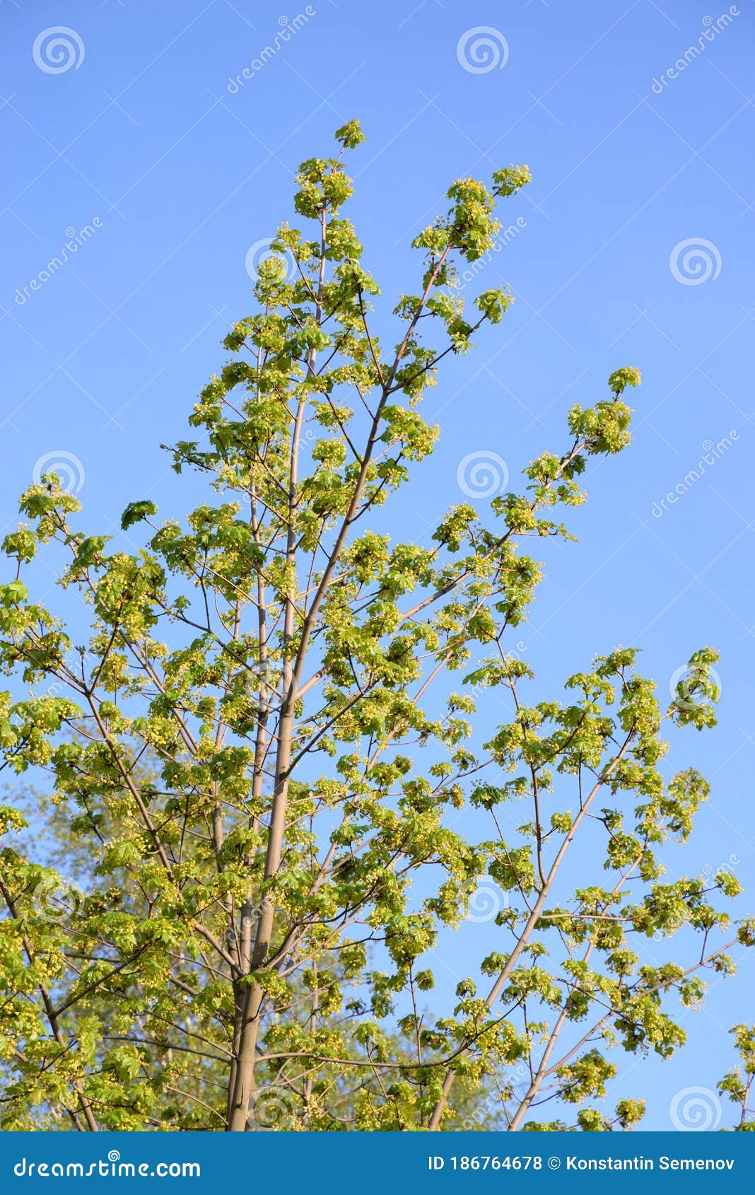 Flowering maple tree stock photo. Image of macro, flora - 186764678