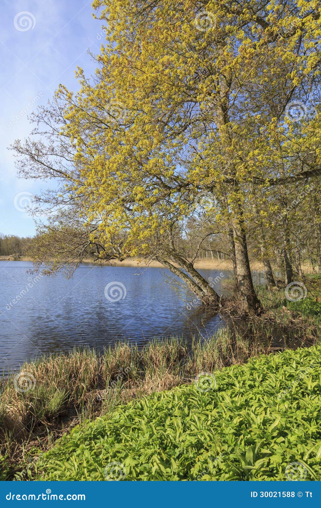 Flowering maple tree stock photo. Image of beauty, leafs - 30021588