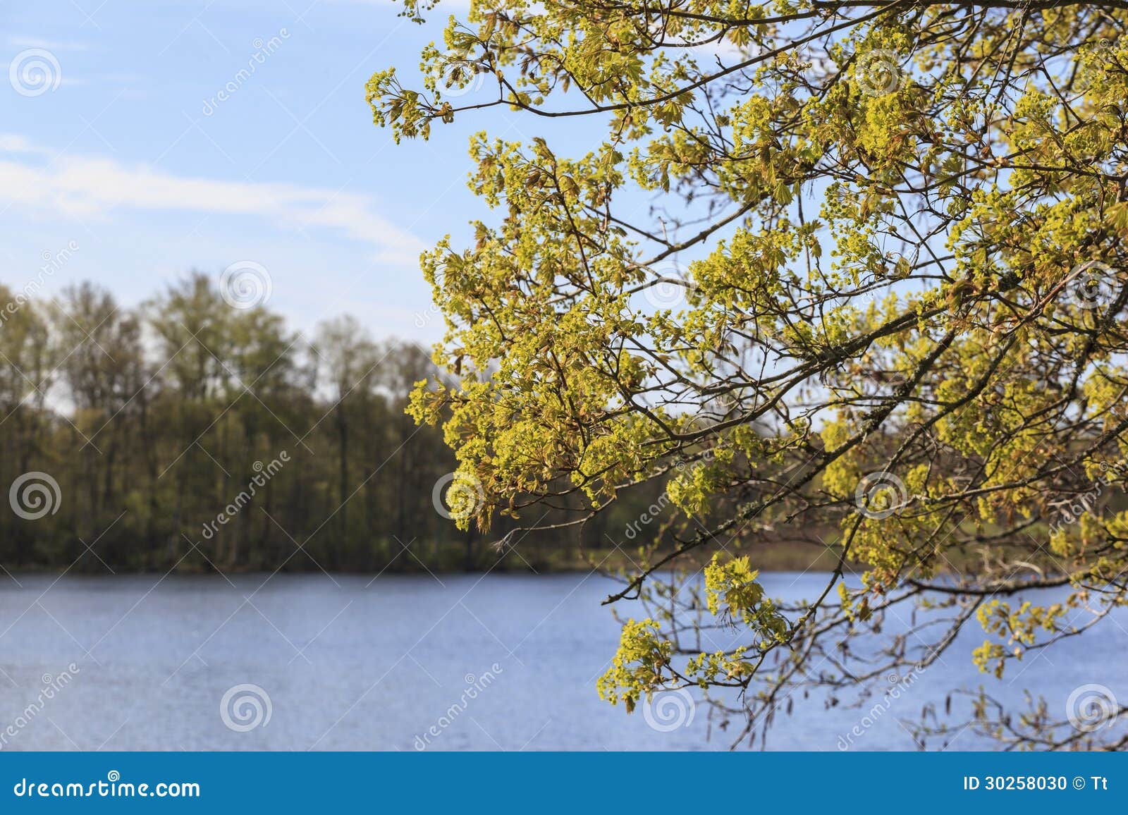 Flowering maple tree stock photo. Image of season, skies - 30258030