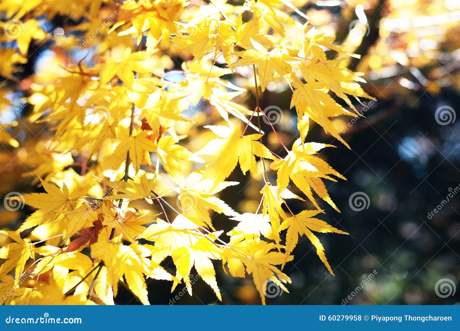 Flowering maple, yellow stock photo. Image of pagoda - 60279958