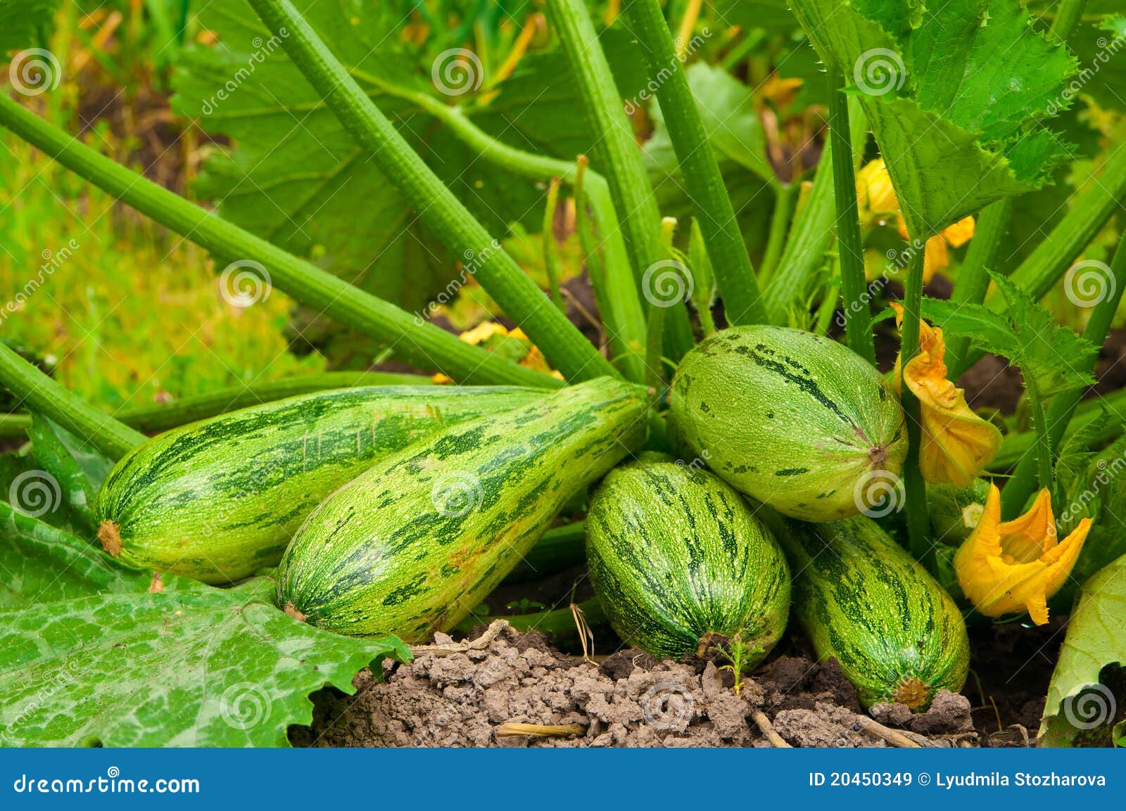 Flowering Marrow with Fruits Stock Image - Image of green, ingredient ...