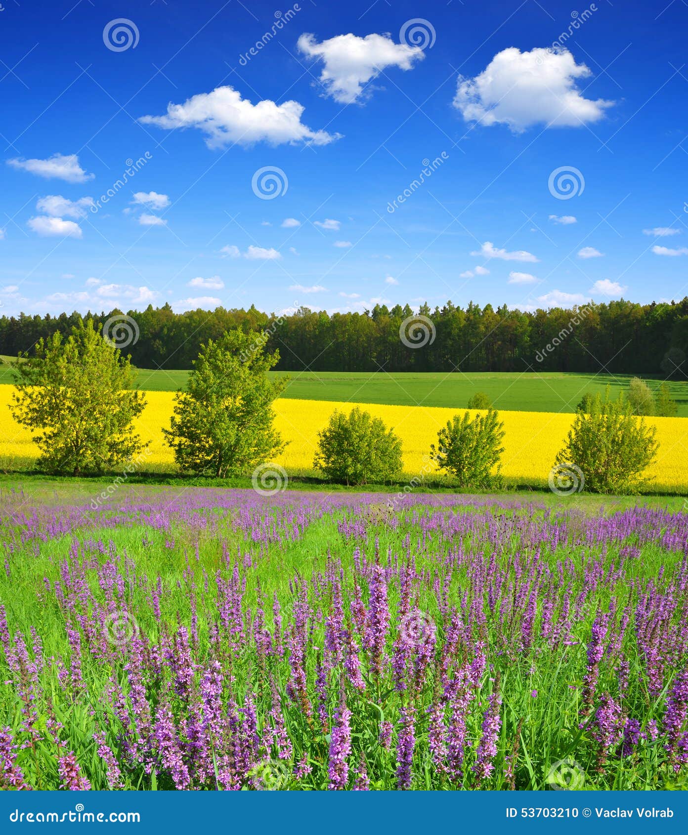 Flowering Meadow with Blue Sky. Stock Photo - Image of meadow, blue ...