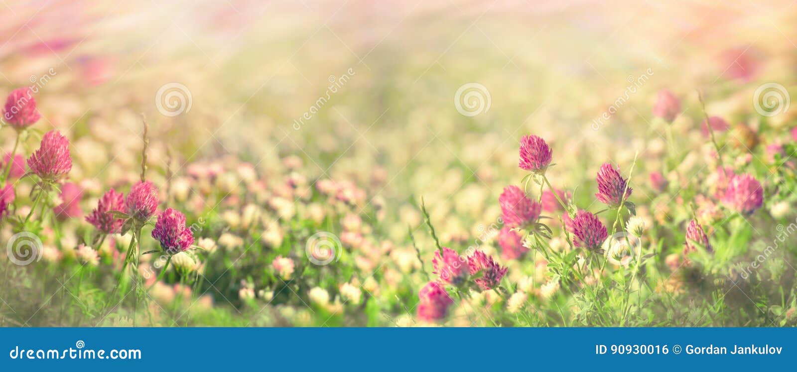 Flowering Meadow in Spring, Flowering Clover Stock Photo - Image of ...