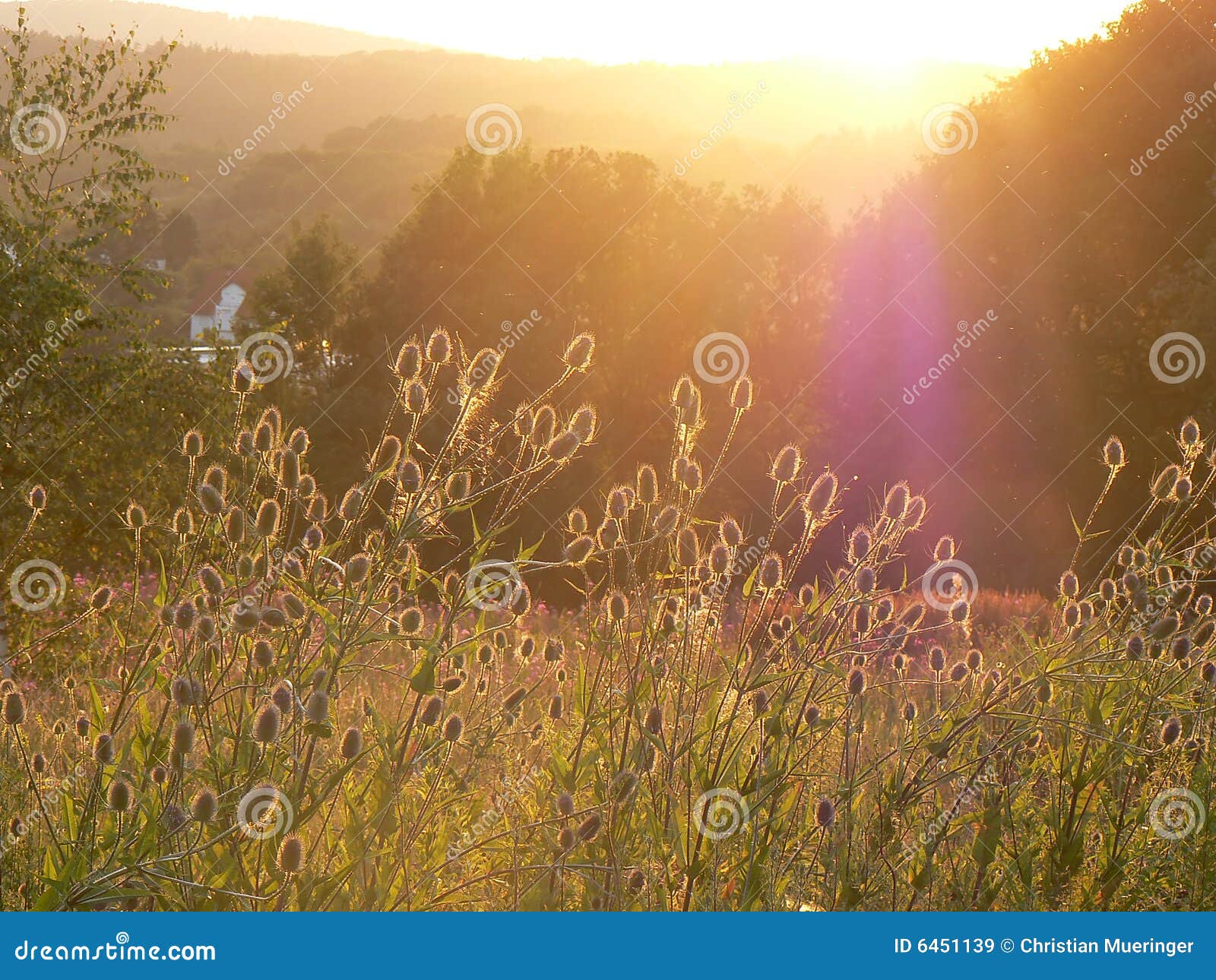 Flowering meadow at sunset stock image. Image of sundown - 6451139