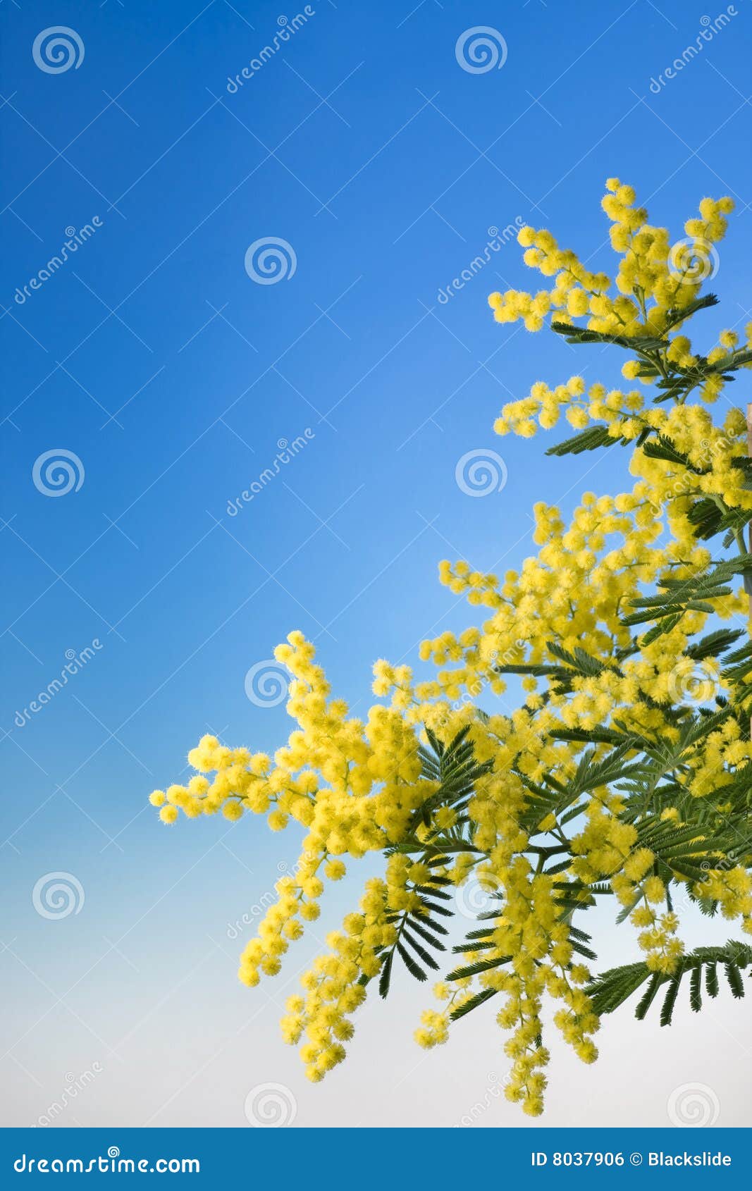 Flowering mimosa stock photo. Image of woman, acacia, festivity - 8037906