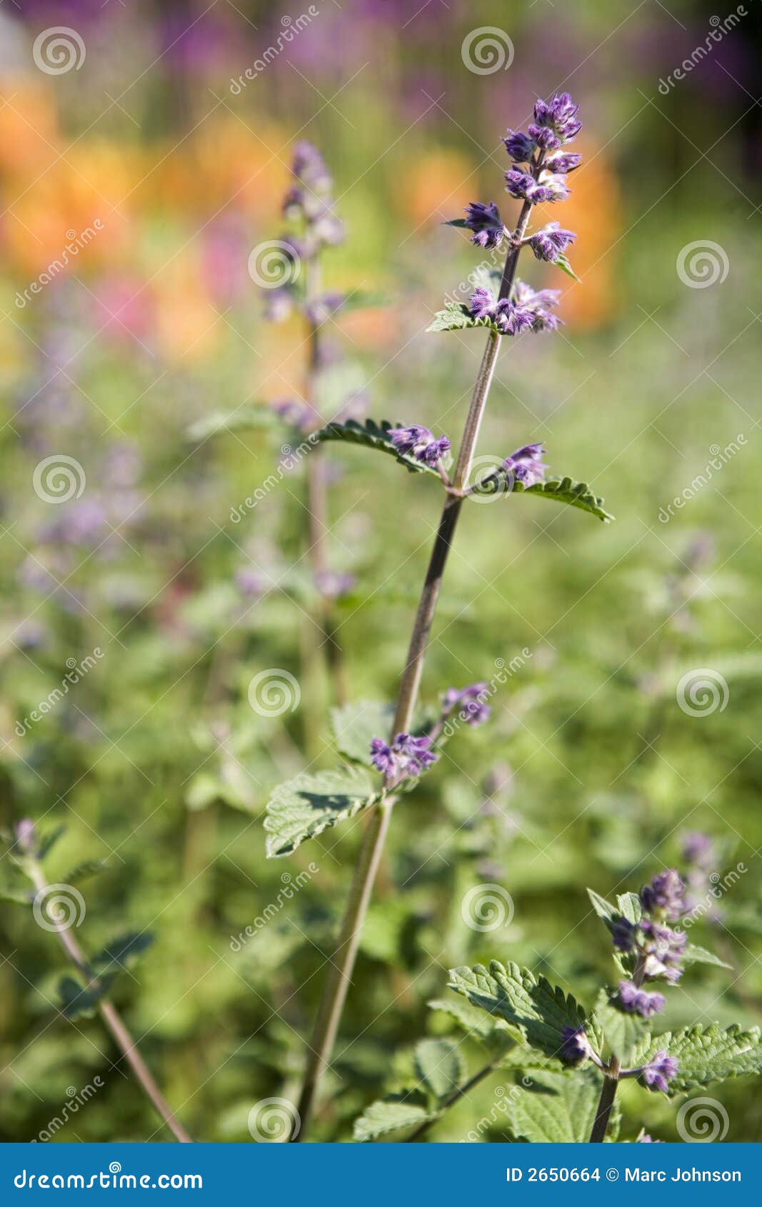 Flowering Mint stock photo. Image of color, plant, purple - 2650664