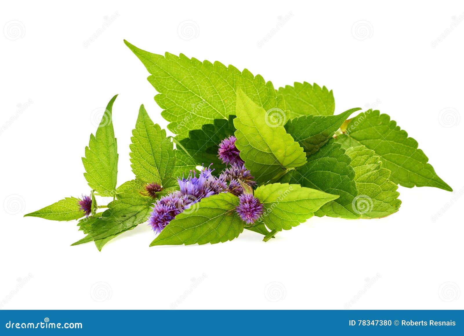 Flowering Mint Branch on White. Stock Photo - Image of aroma, cook ...