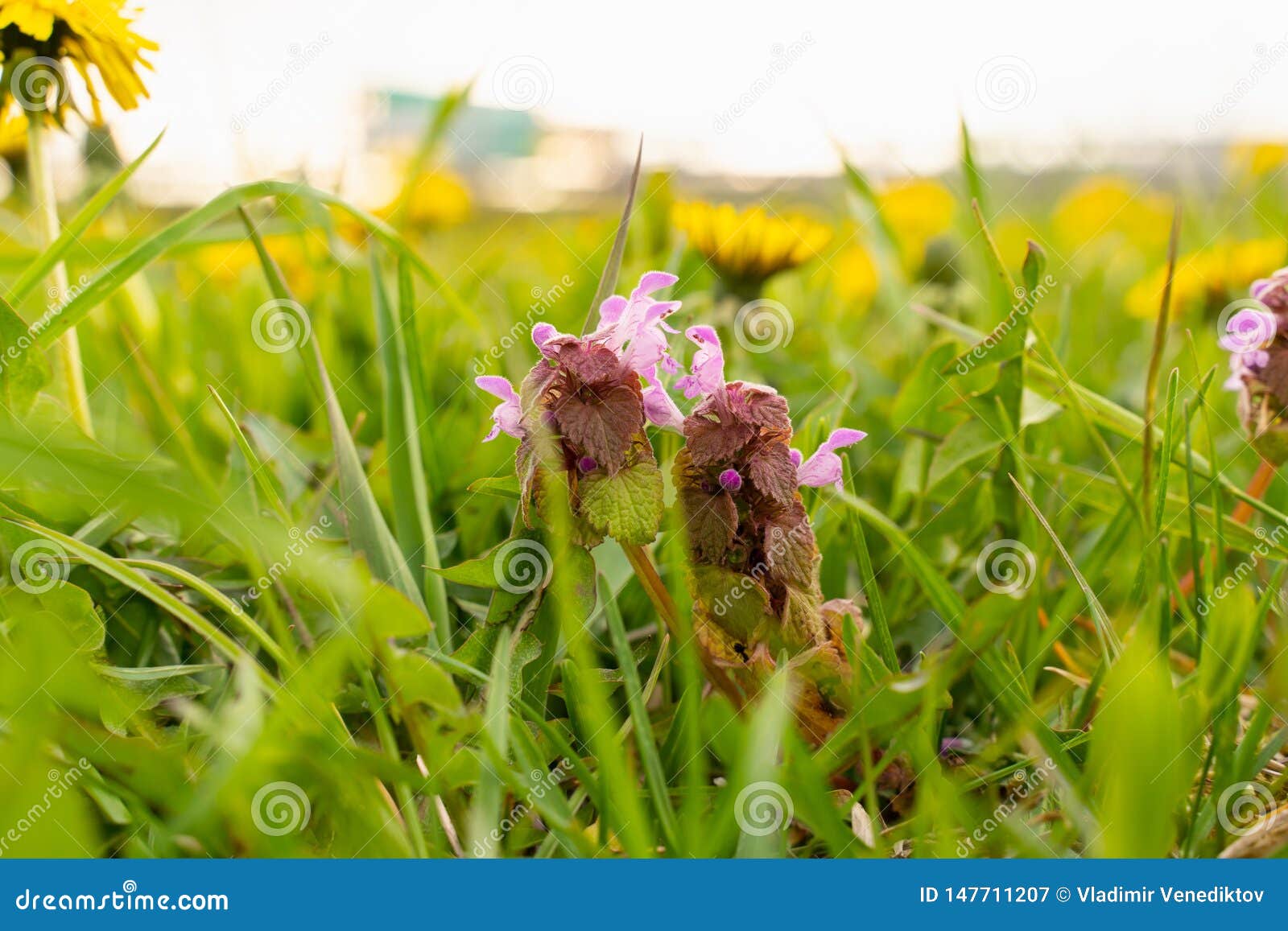 Flowering Mint Plant in the Field among the Grass Close-up Stock Image ...