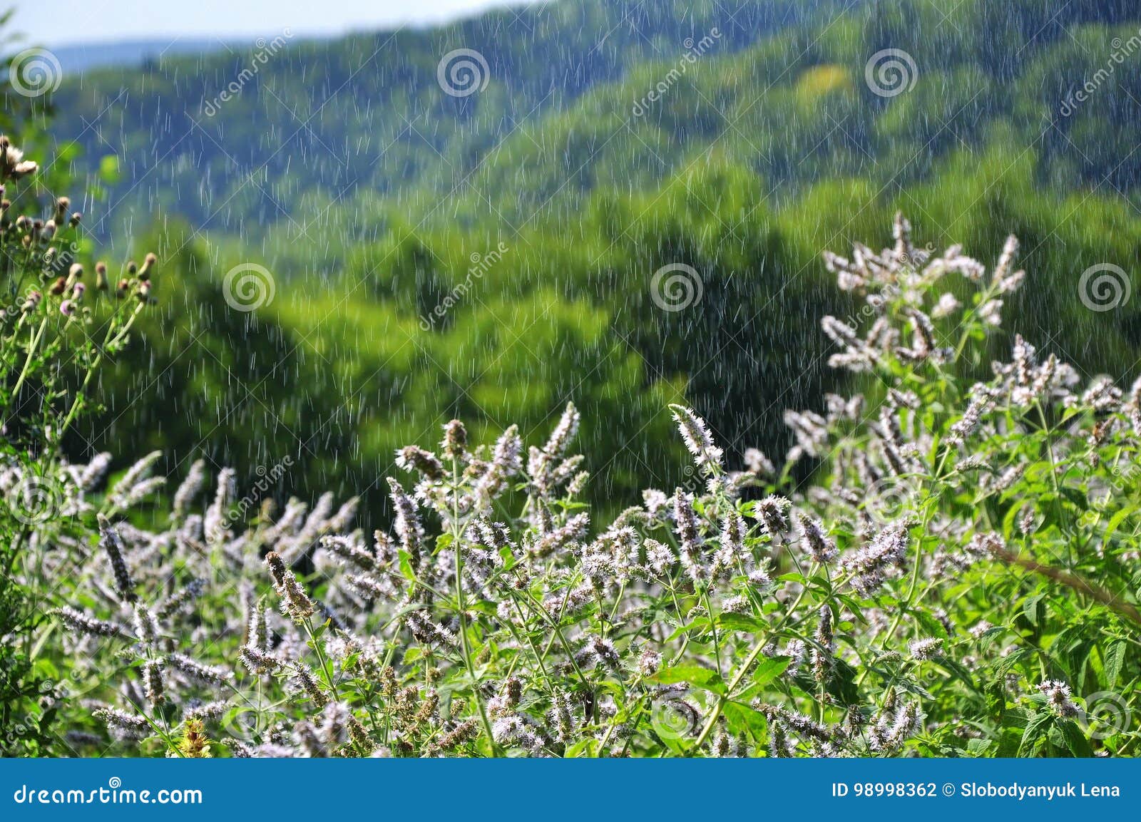 Flowering mint, rain stock photo. Image of mint, summer - 98998362