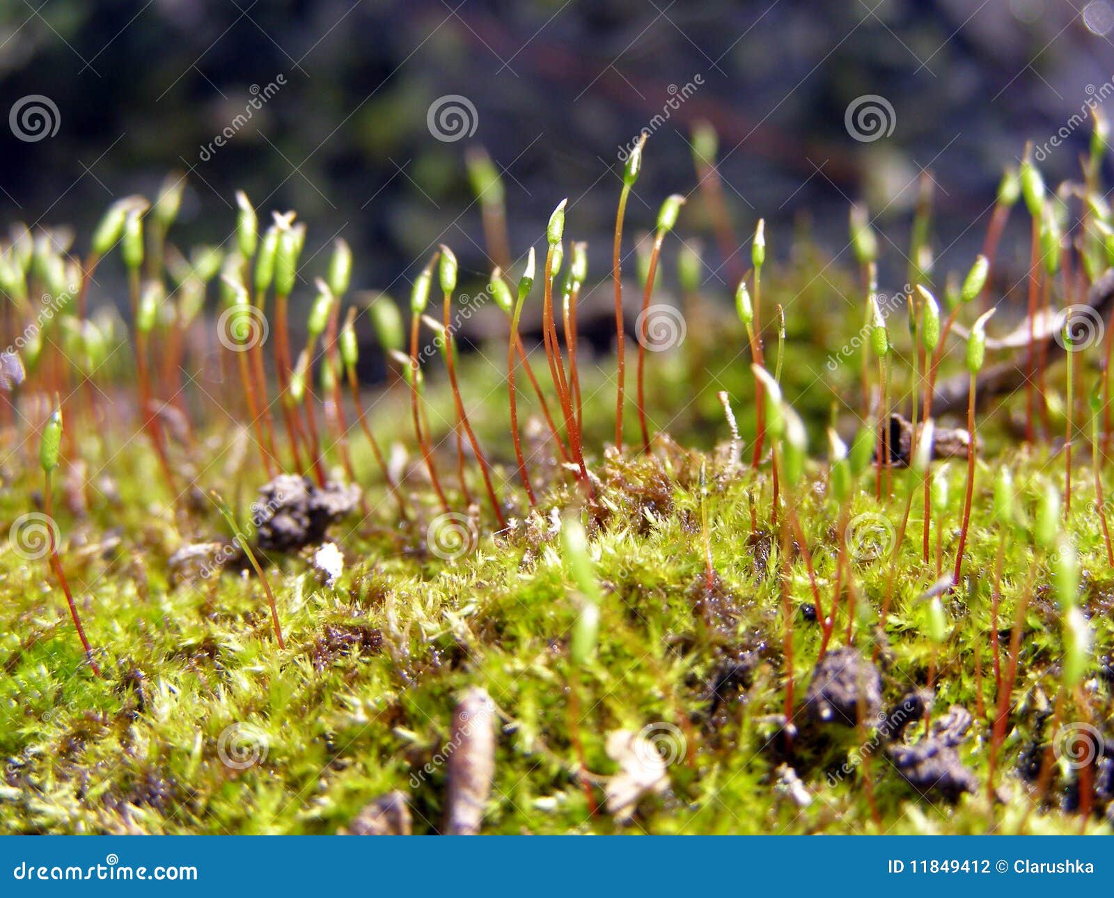 Flowering of moss stock photo. Image of waking, macrophotography - 11849412