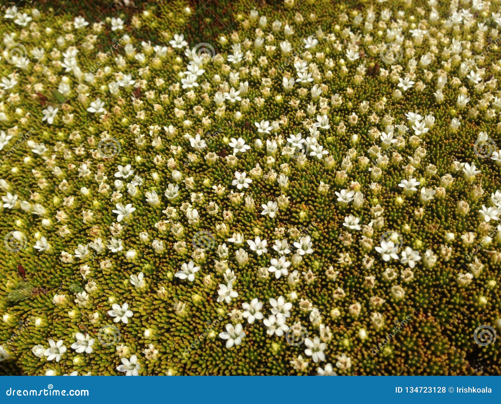 Flowering moss stock photo. Image of nature, flowering - 134723128