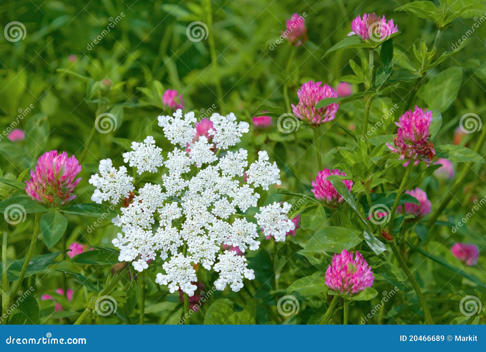 Flowering of motley plants stock image. Image of colour - 20466689