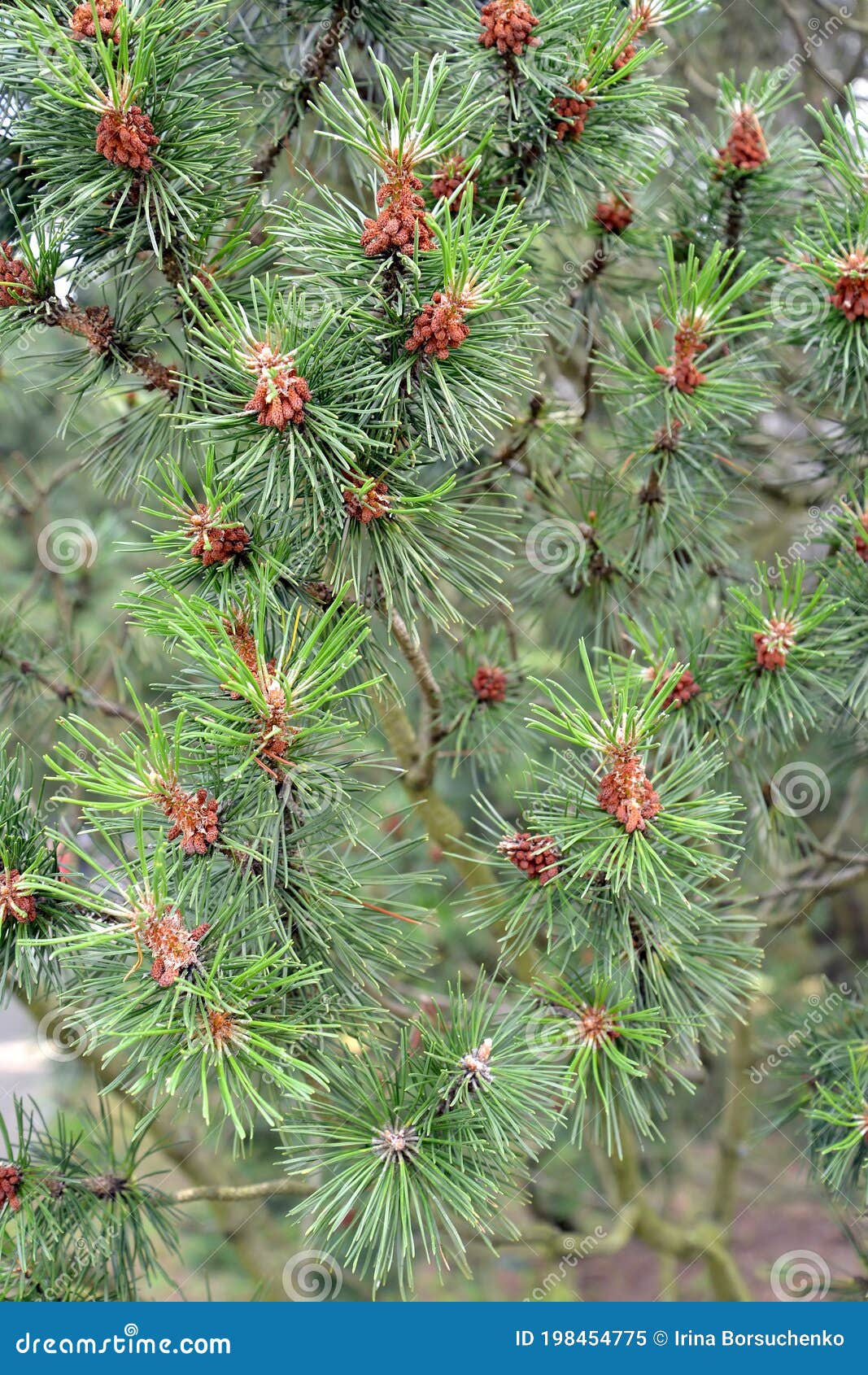 Flowering of Mugo Pine Mountain Pinus Mugo Turra. Background Stock ...