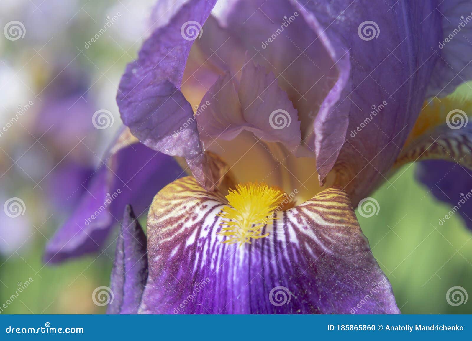 Flowering Multi-colored Iris Closeup Stock Photo - Image of natural ...