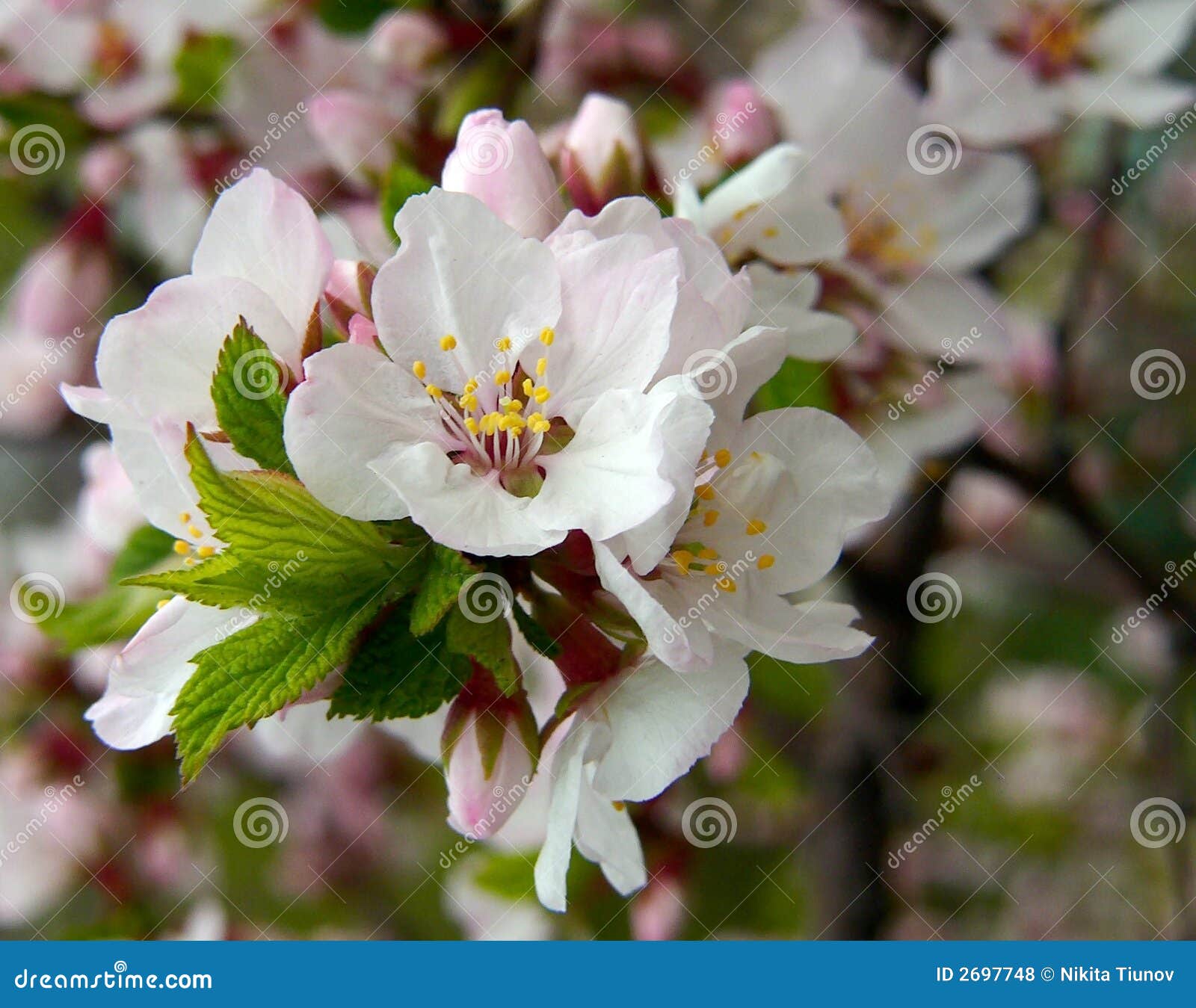 Flowering Nanking Cherry stock photo. Image of close, growth - 2697748