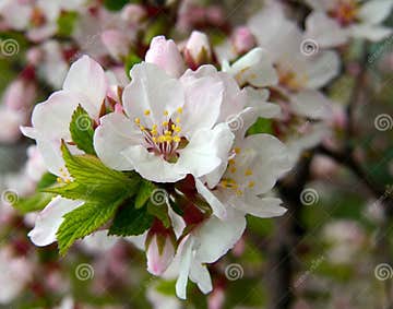 Flowering Nanking Cherry stock photo. Image of close, growth - 2697748