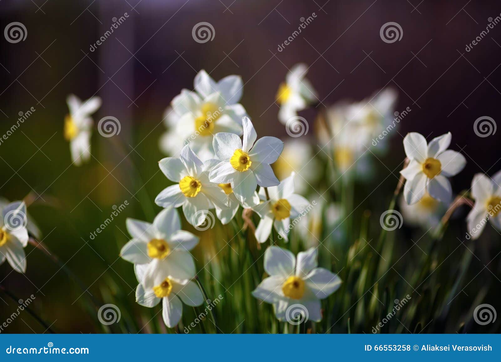 Flowering Narcissus at Springtime Stock Photo - Image of narcissus ...