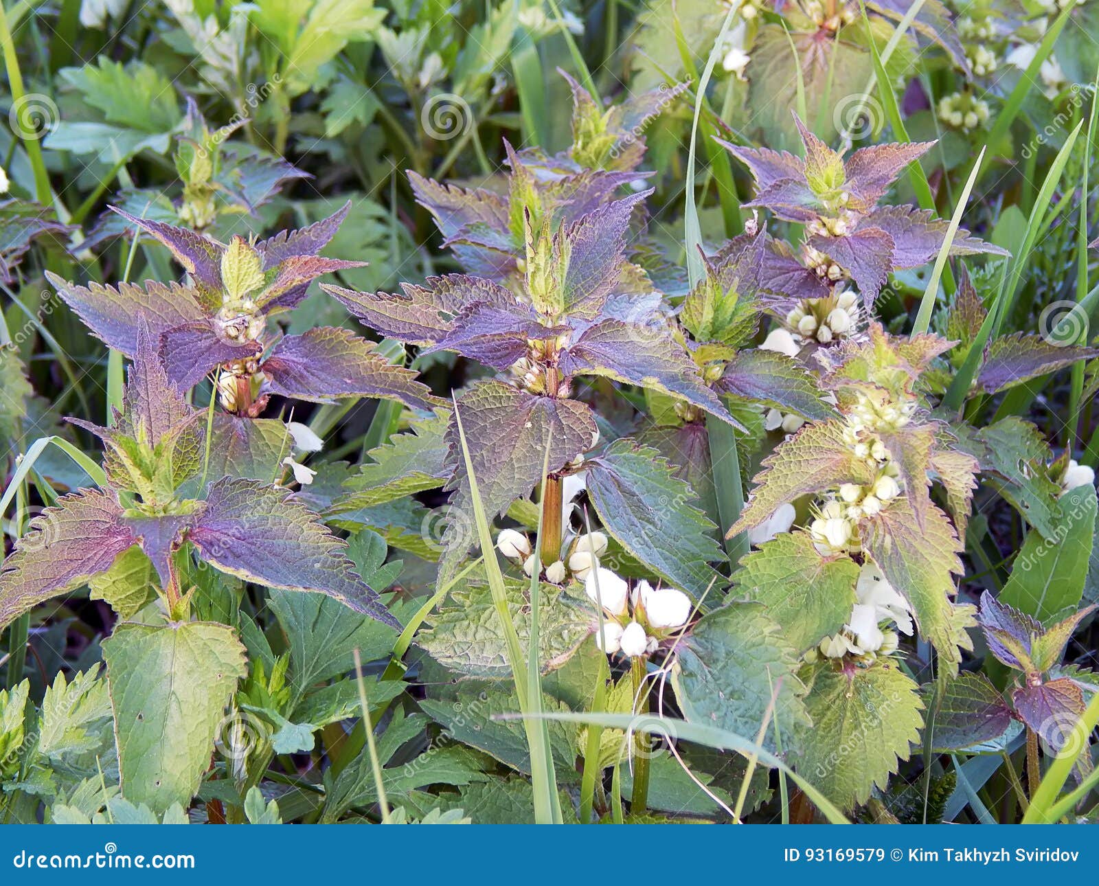 Flowering nettle spring stock image. Image of dead, botany - 93169579