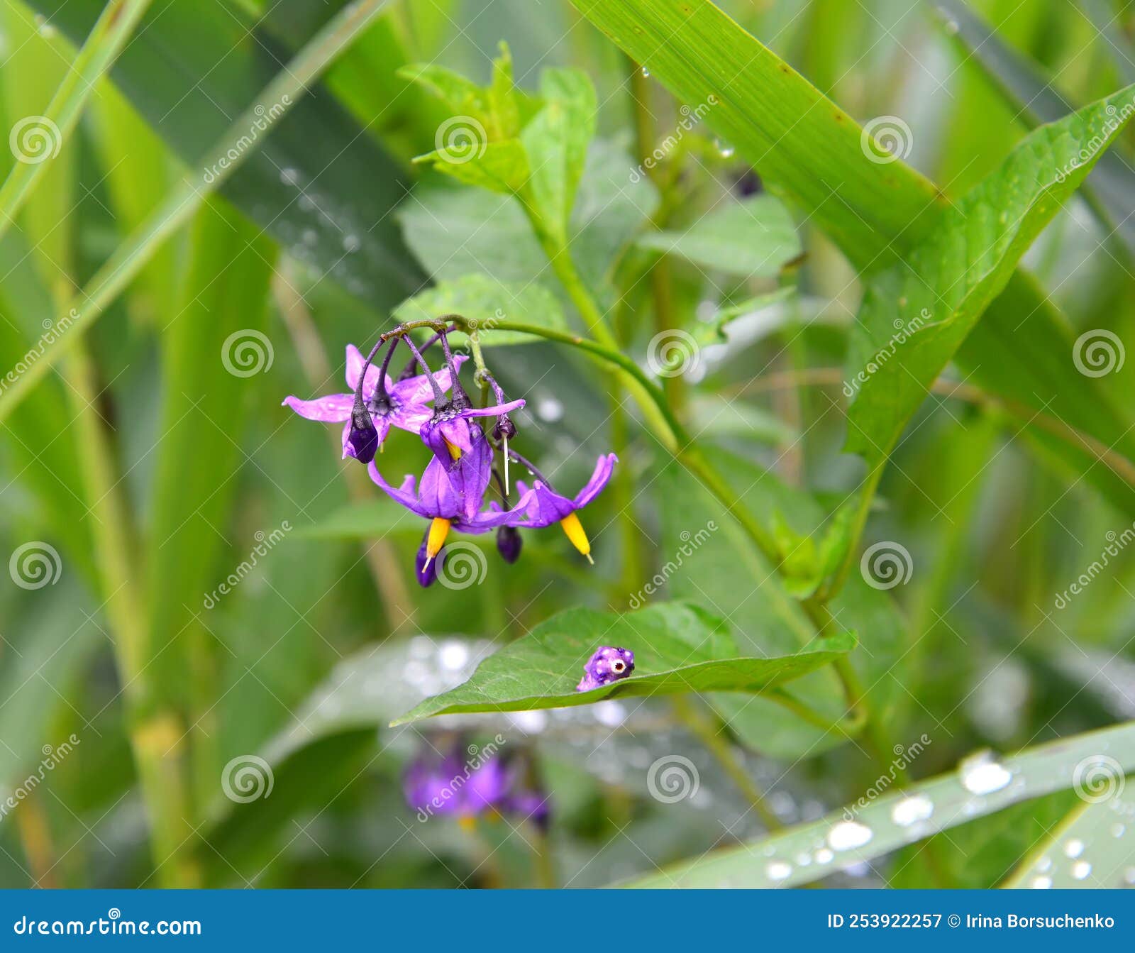 The Flowering Nightshade is Bittersweet Solanum Dulcamara L Stock Image ...