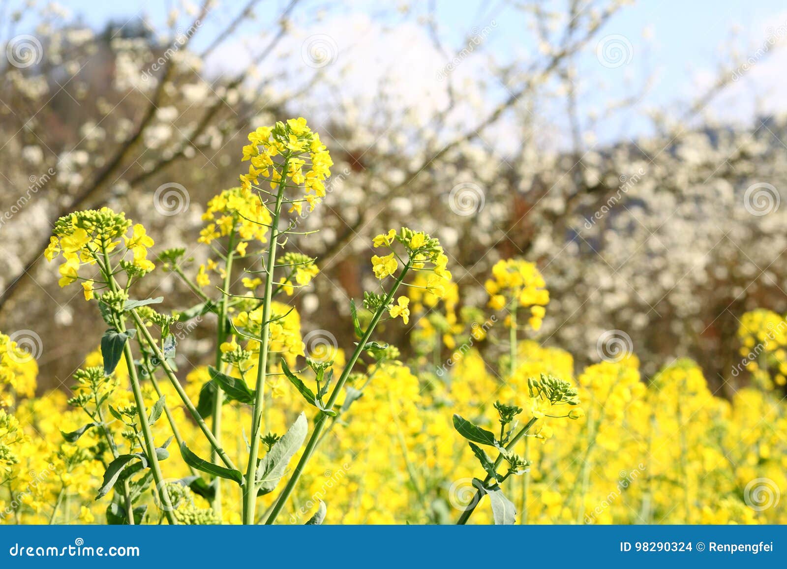 Flowering oilseed stock photo. Image of farming, plant - 98290324