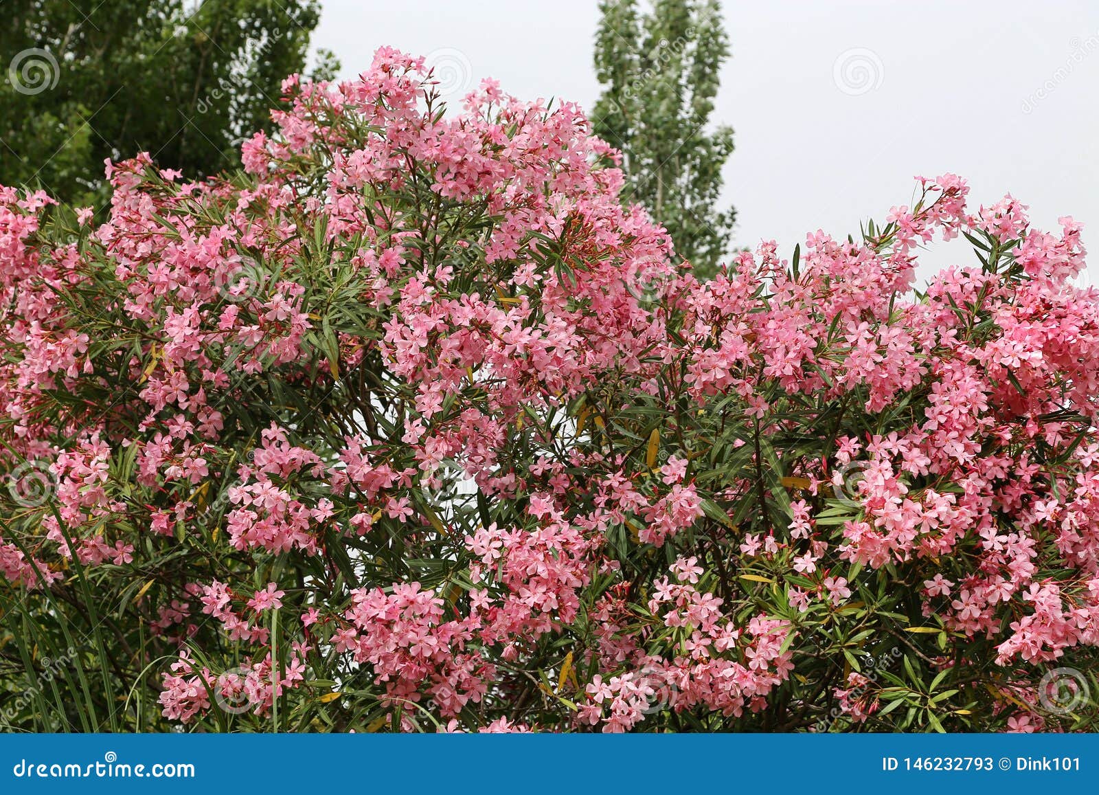 Flowering Oleander bush stock image. Image of inflorescence - 146232793