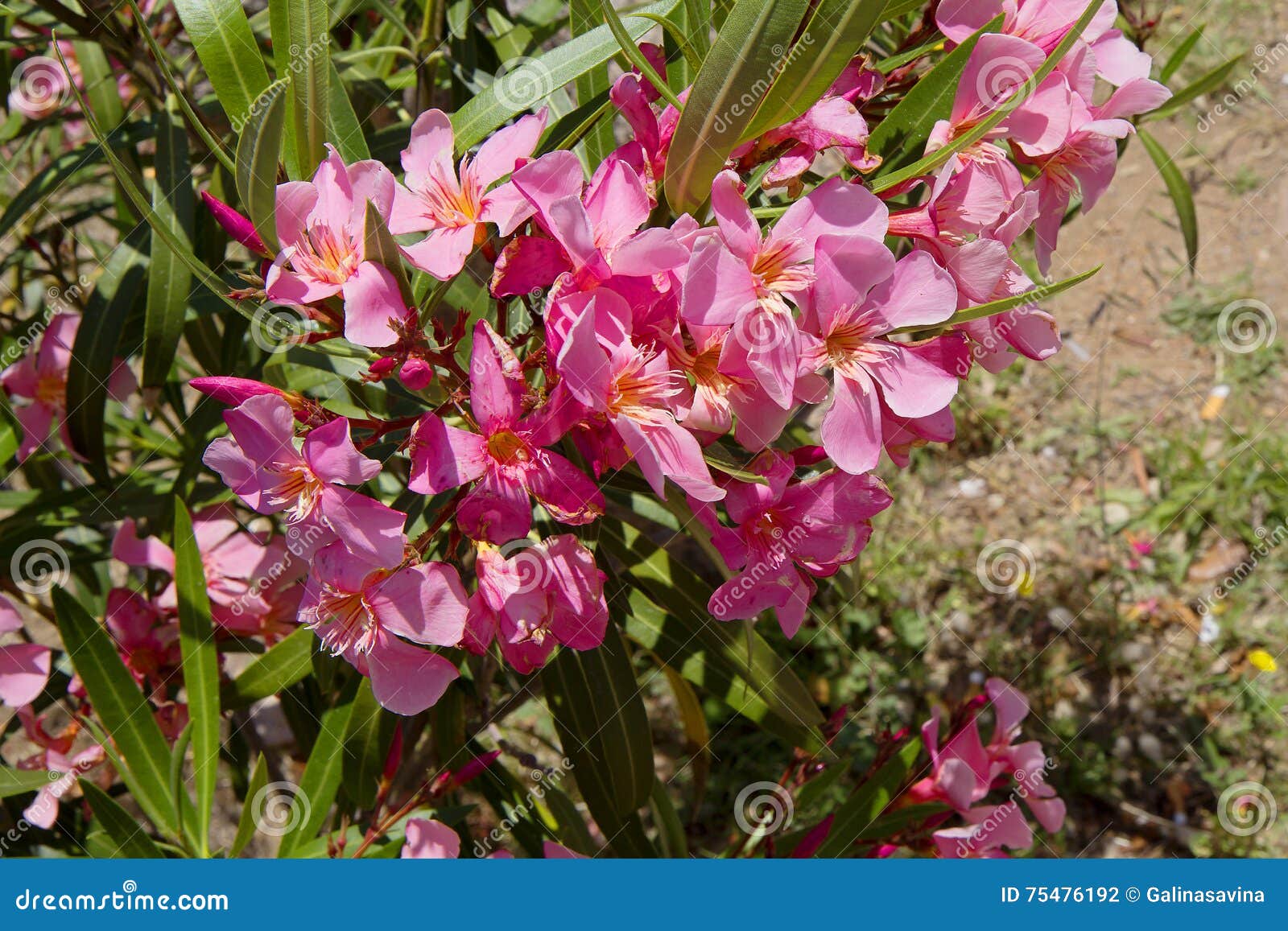 Flowering oleander stock photo. Image of shrub, flower - 75476192