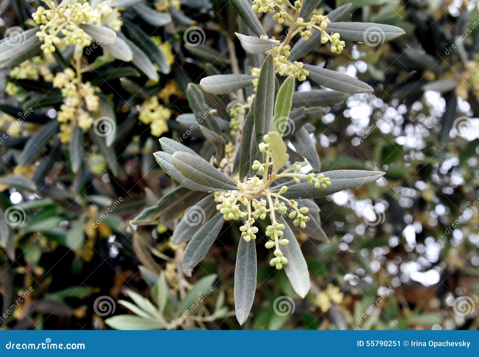 Flowering olive tree stock image. Image of bloom, leaf - 55790251