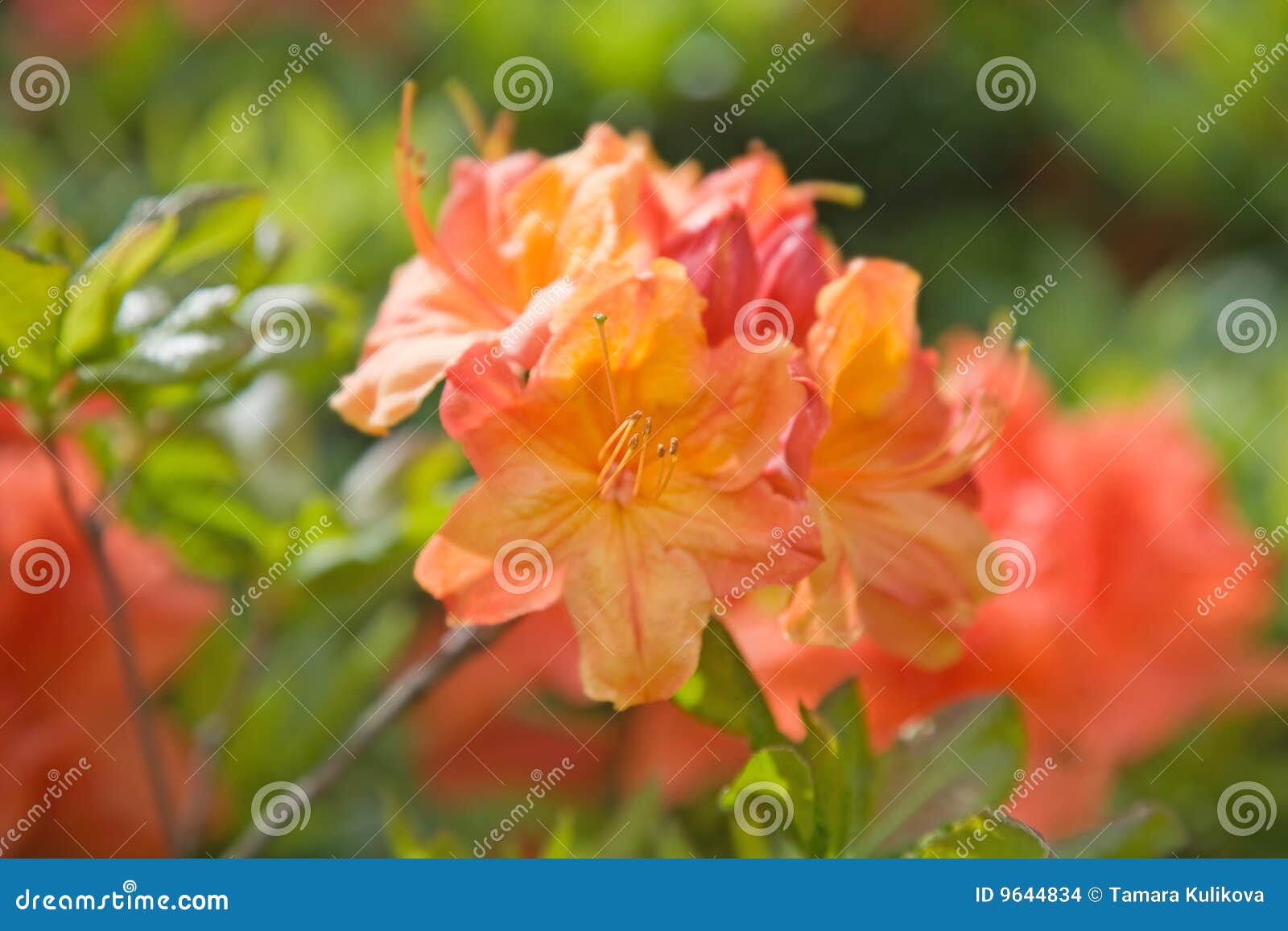 Flowering orange azalea stock photo. Image of plant, beautiful - 9644834