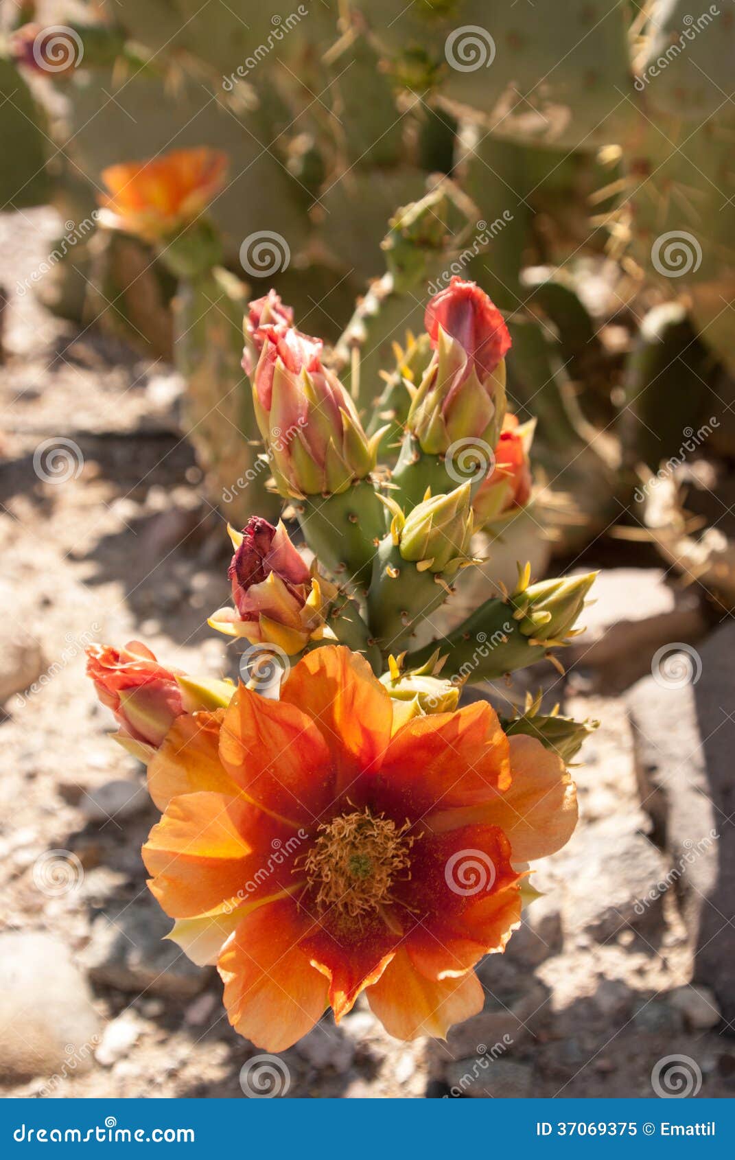 Flowering orange cactus stock image. Image of spines - 37069375