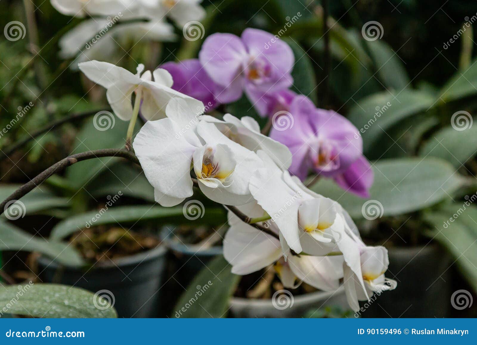 Flowering Orchids in the Botanical Garden Stock Photo - Image of green ...