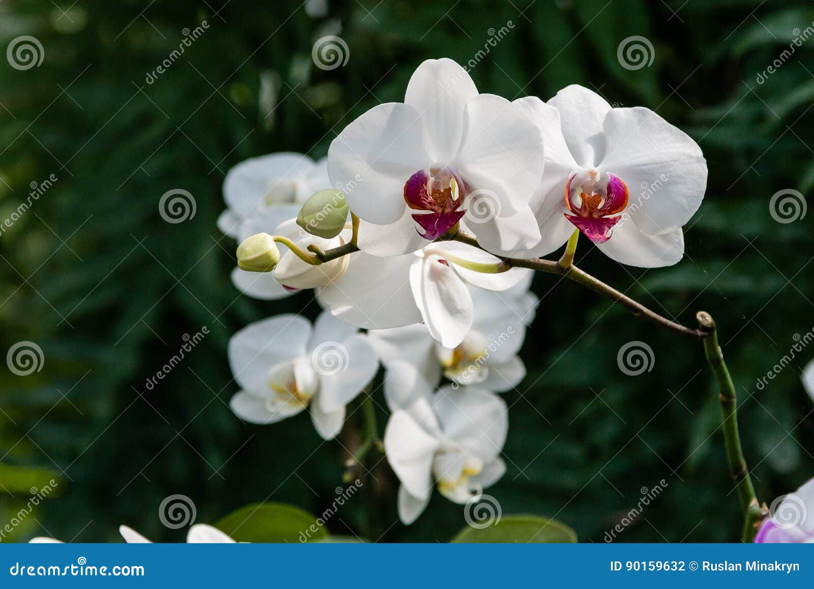 Flowering Orchids in the Botanical Garden Stock Photo - Image of bunch ...