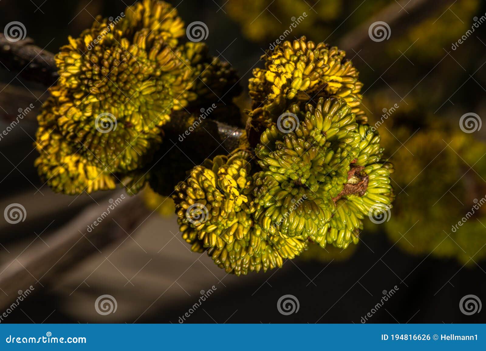 Flowering Oregon Ash stock photo. Image of closeup, pollen - 194816626