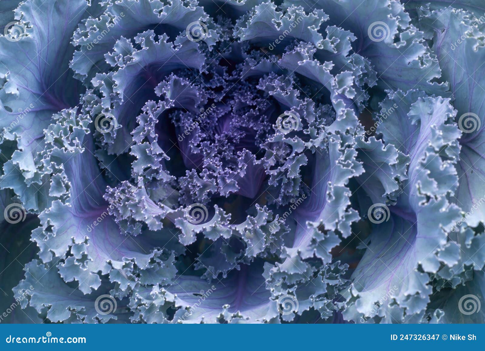 Flowering ornamental Kale stock image. Image of horticulture - 247326347
