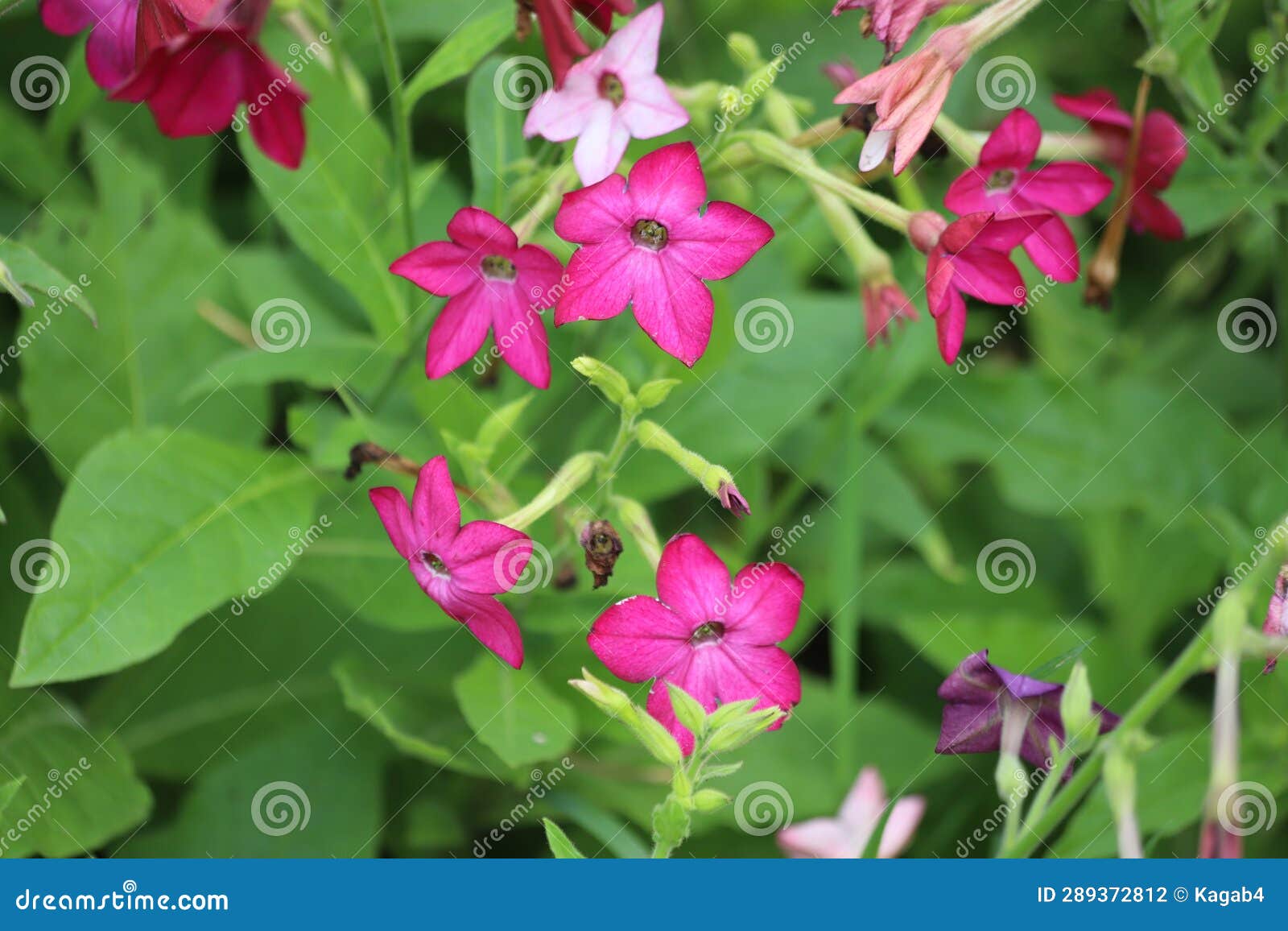 Flowering Ornamental Tobacco Plant, Nicotiana Sanderae, Persica. Stock ... Flowering Ornamental Tobacco Plant, Nicotiana Sanderae, Persica. Stock ...