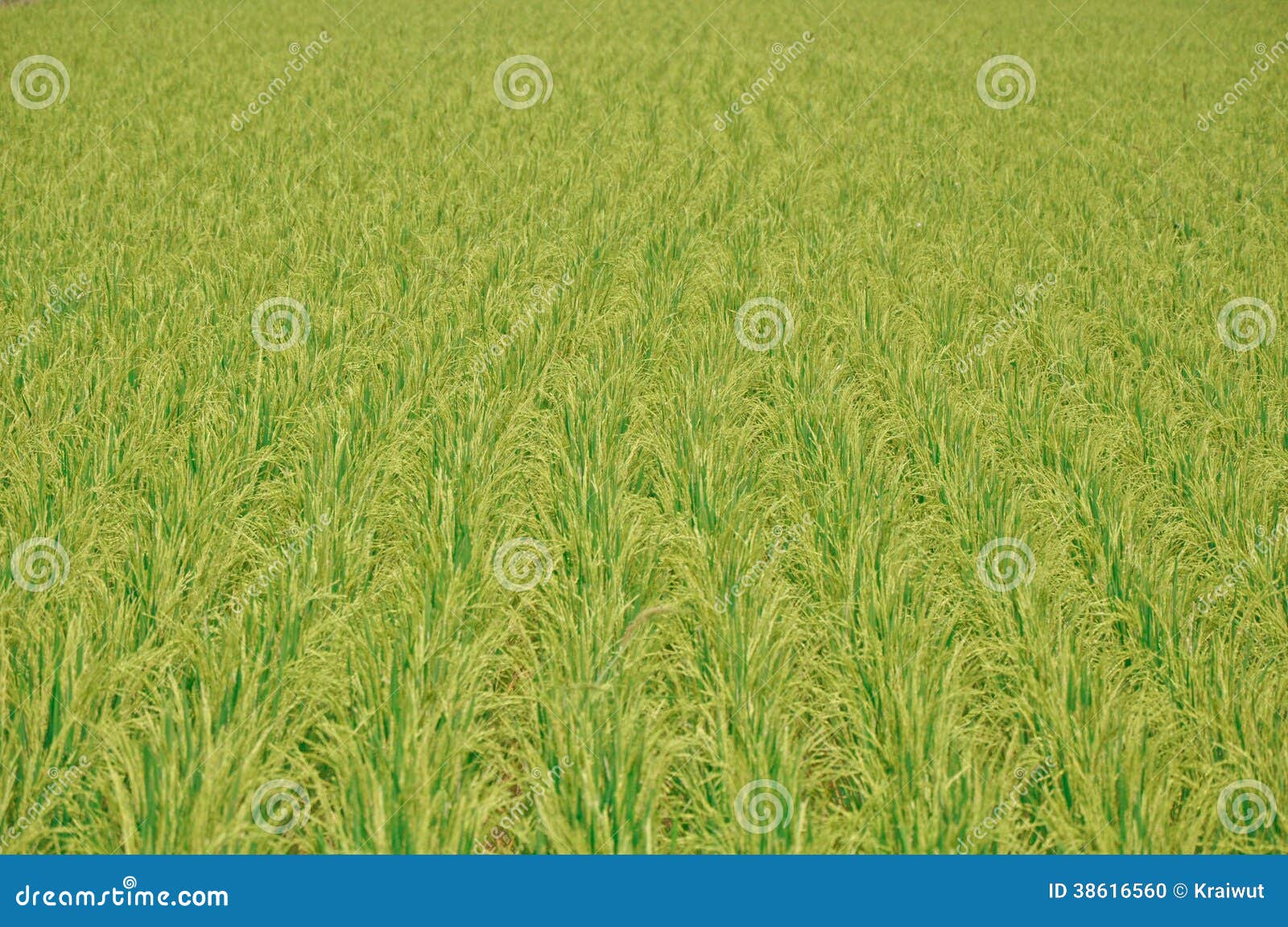 Flowering paddy stock photo. Image of milky, sativa, plenty - 38616560